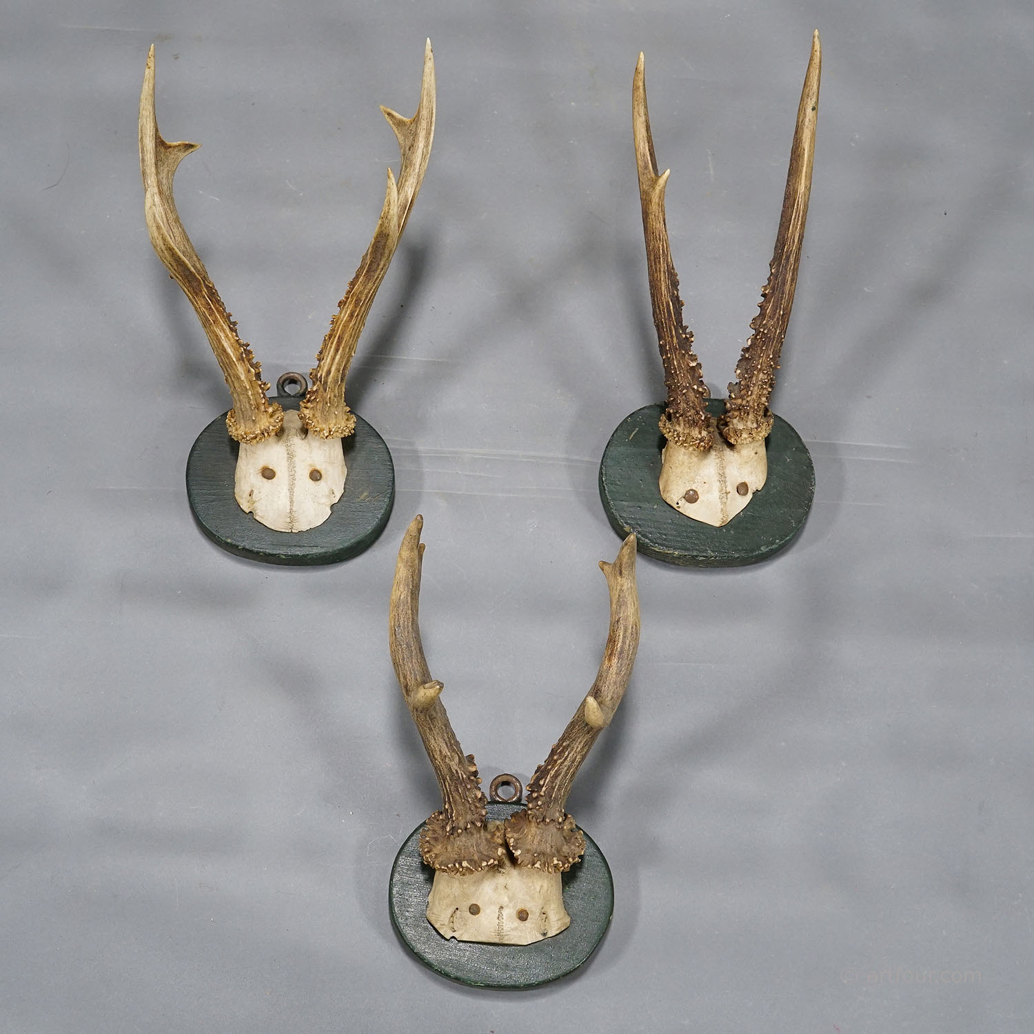 A set of six antique Black Forest hunting trophies from Germany ...
