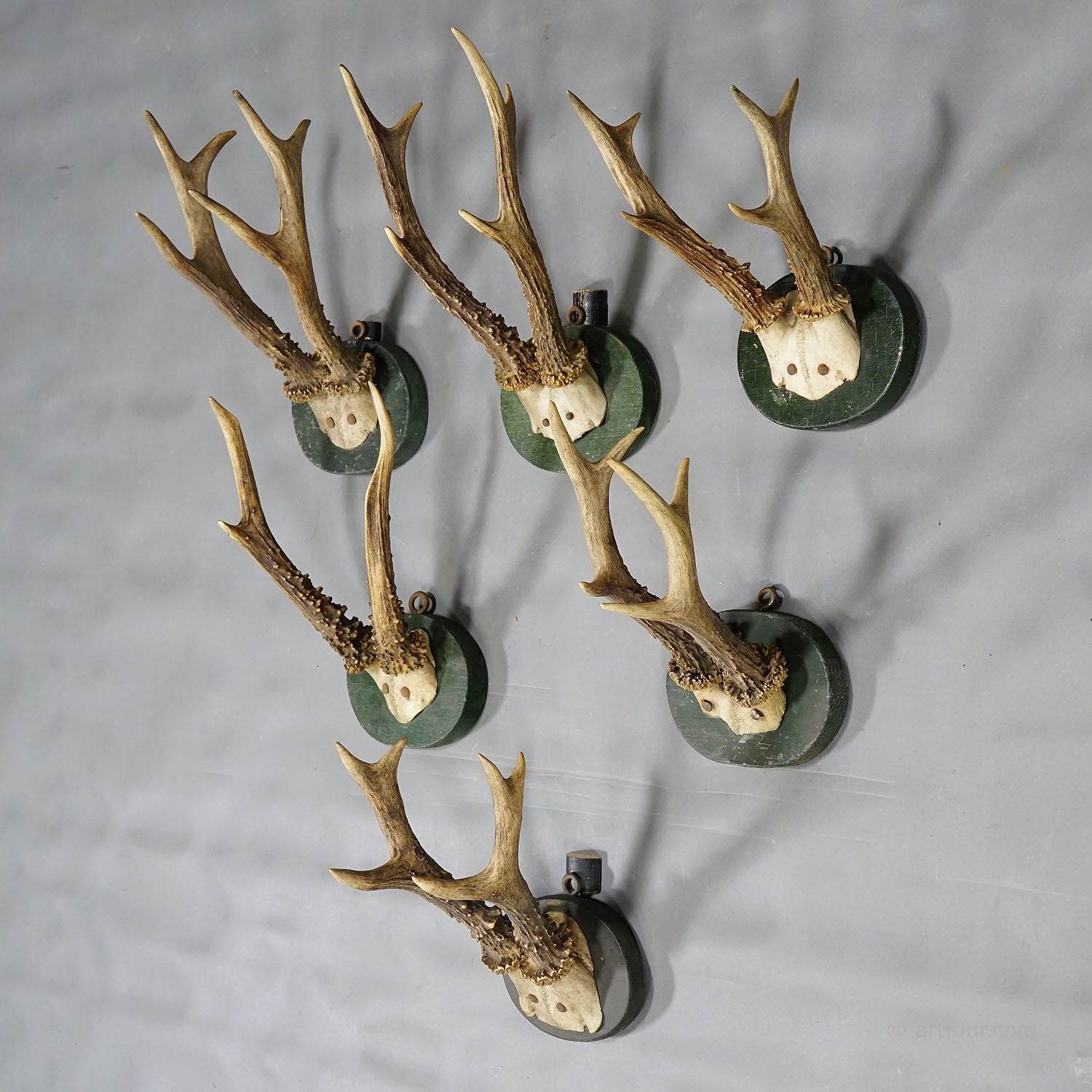 A set of six antique Black Forest hunting trophies from Germany ...