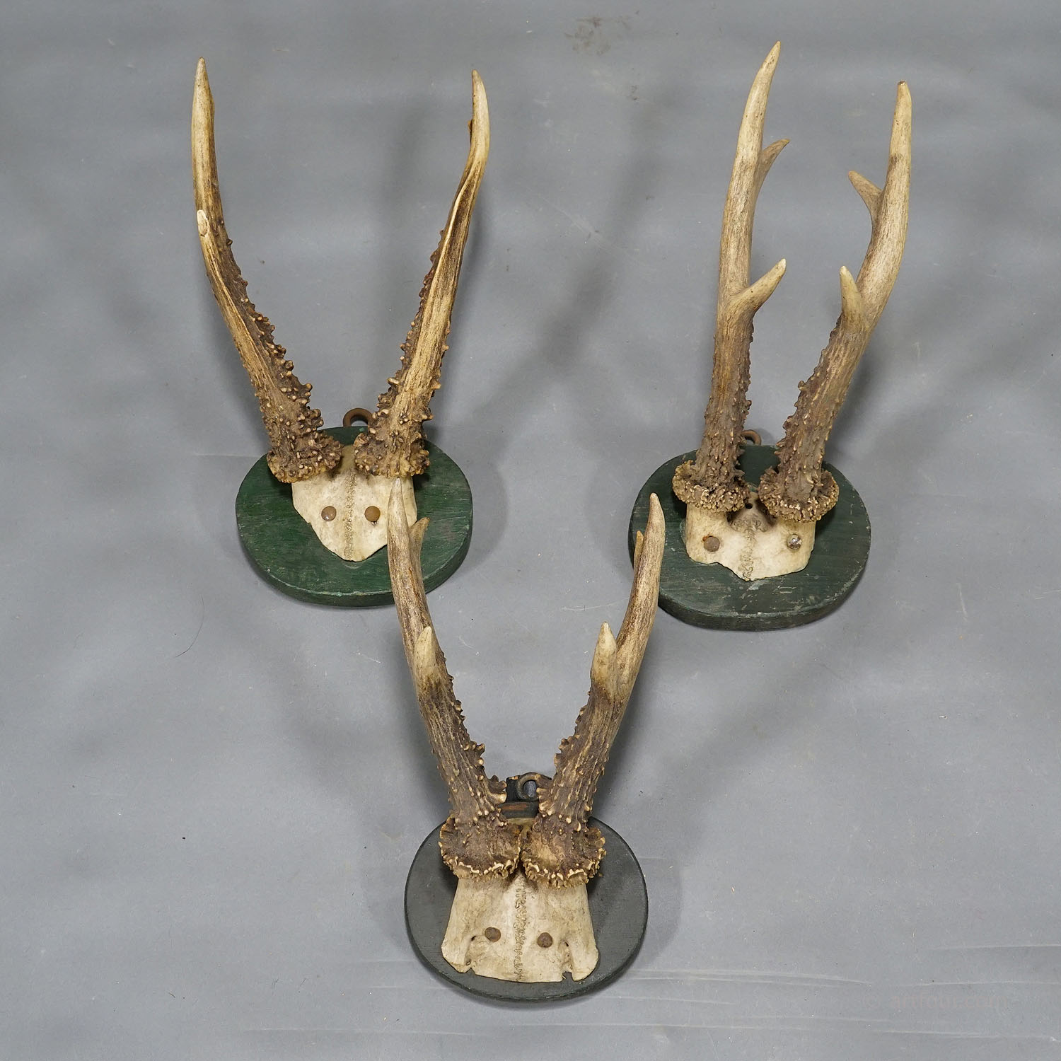 A set of six antique Black Forest hunting trophies from Germany ...