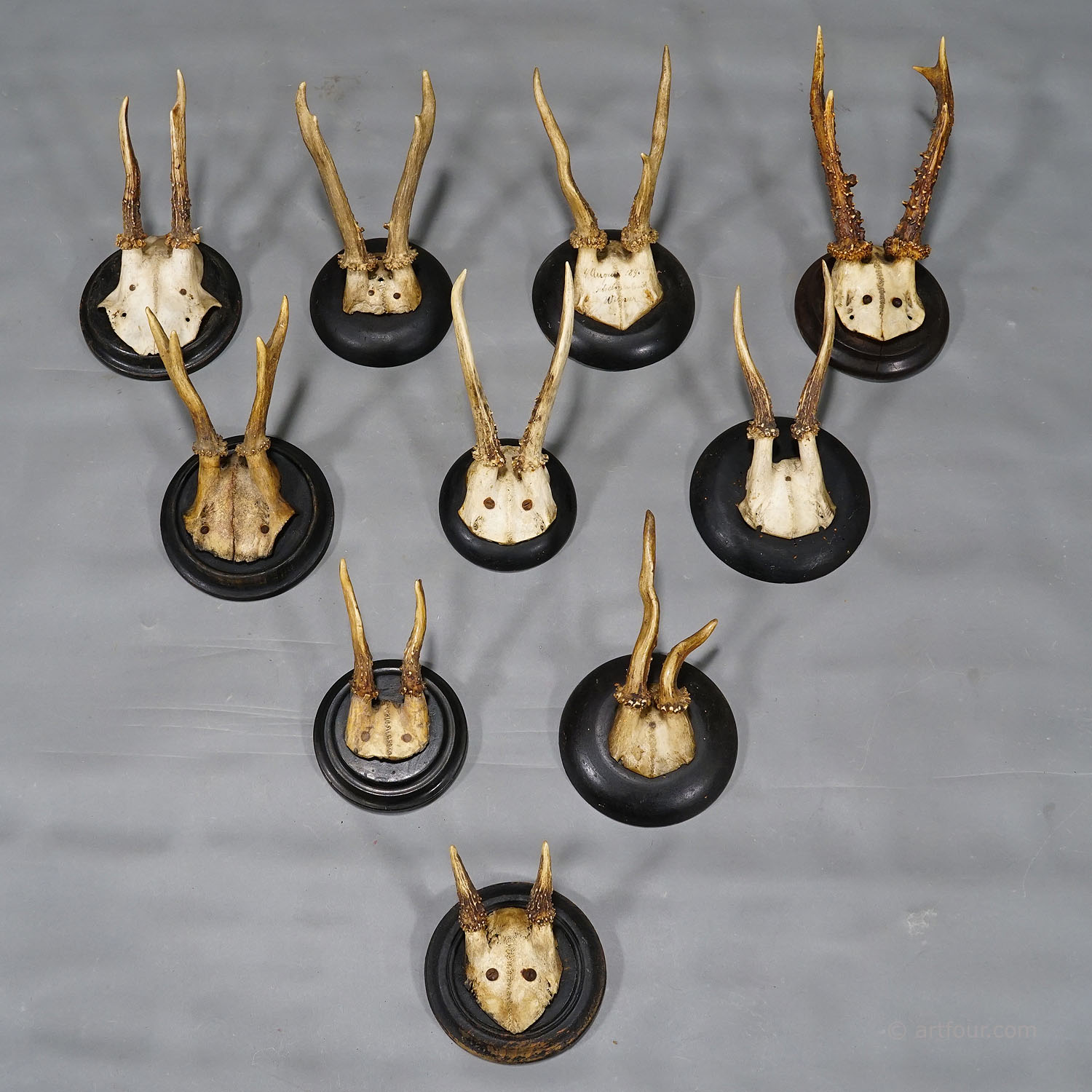 A set of ten Black Forest hunting trophies from Germany | artfour.com
