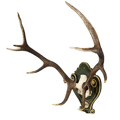 taxidermy and trophies for sale